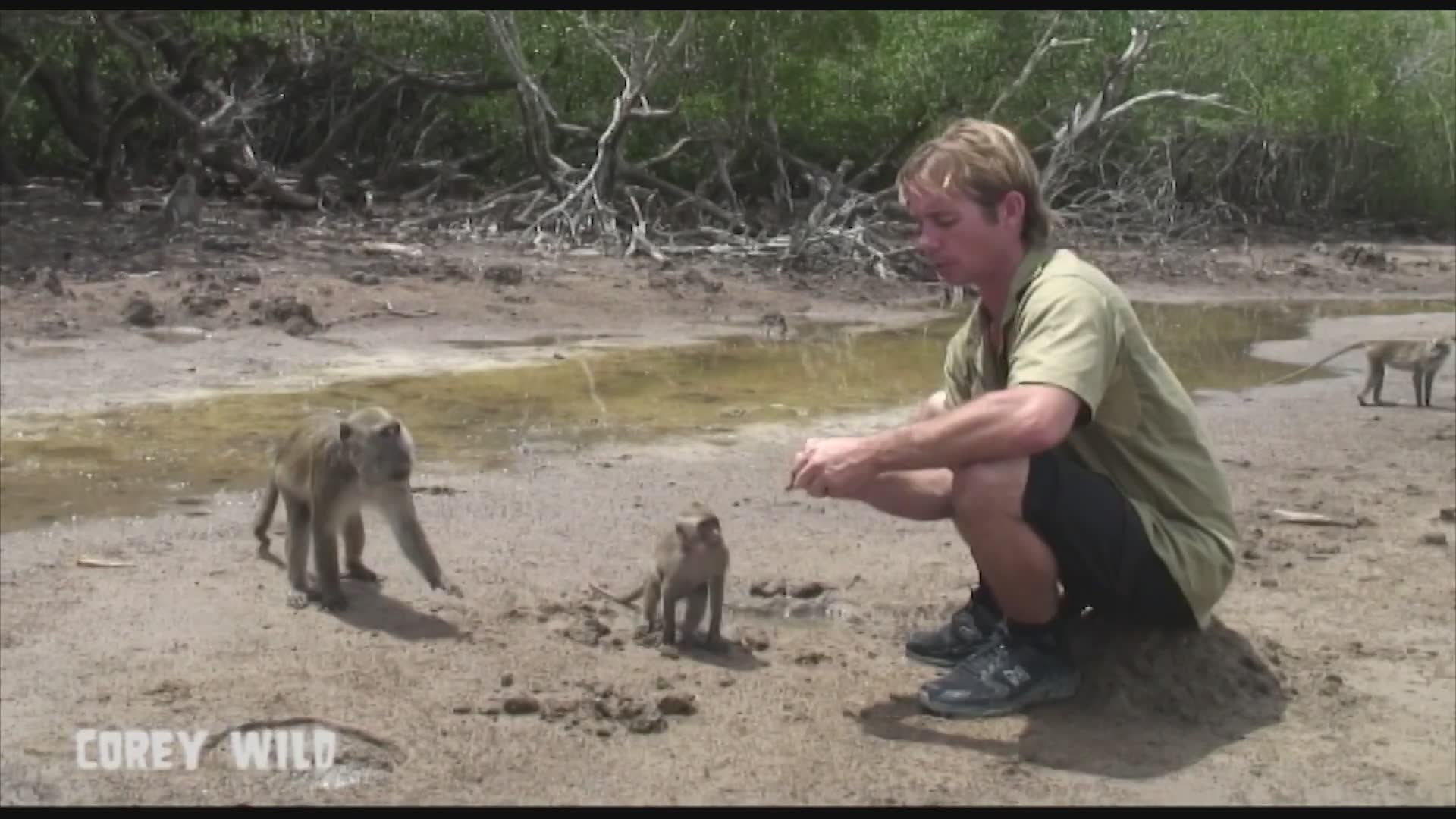 Observing komodo dragons hunting and eating macaque monkeys in the wild ...