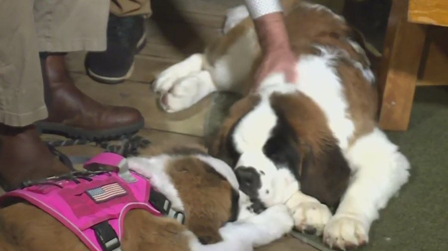 Kohr Explores: St. Bernard pups at Timberline Lodge