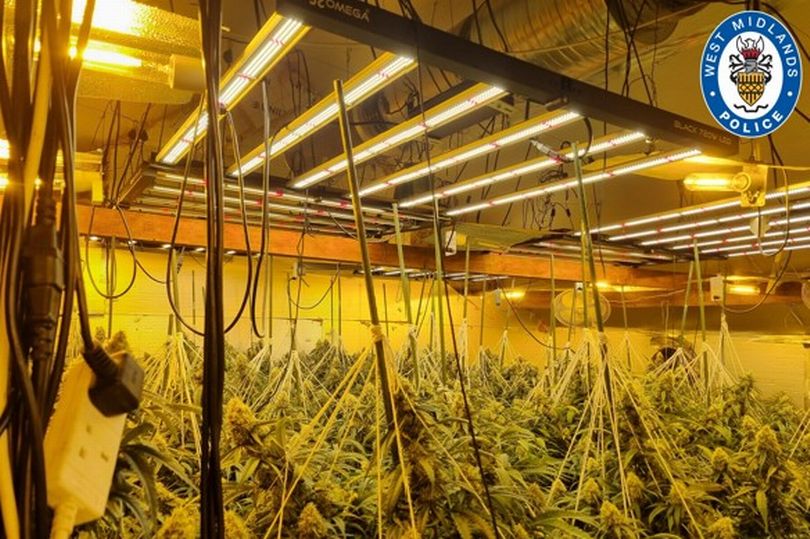 Large cannabis factory 'putting lives at risk' shut down by police