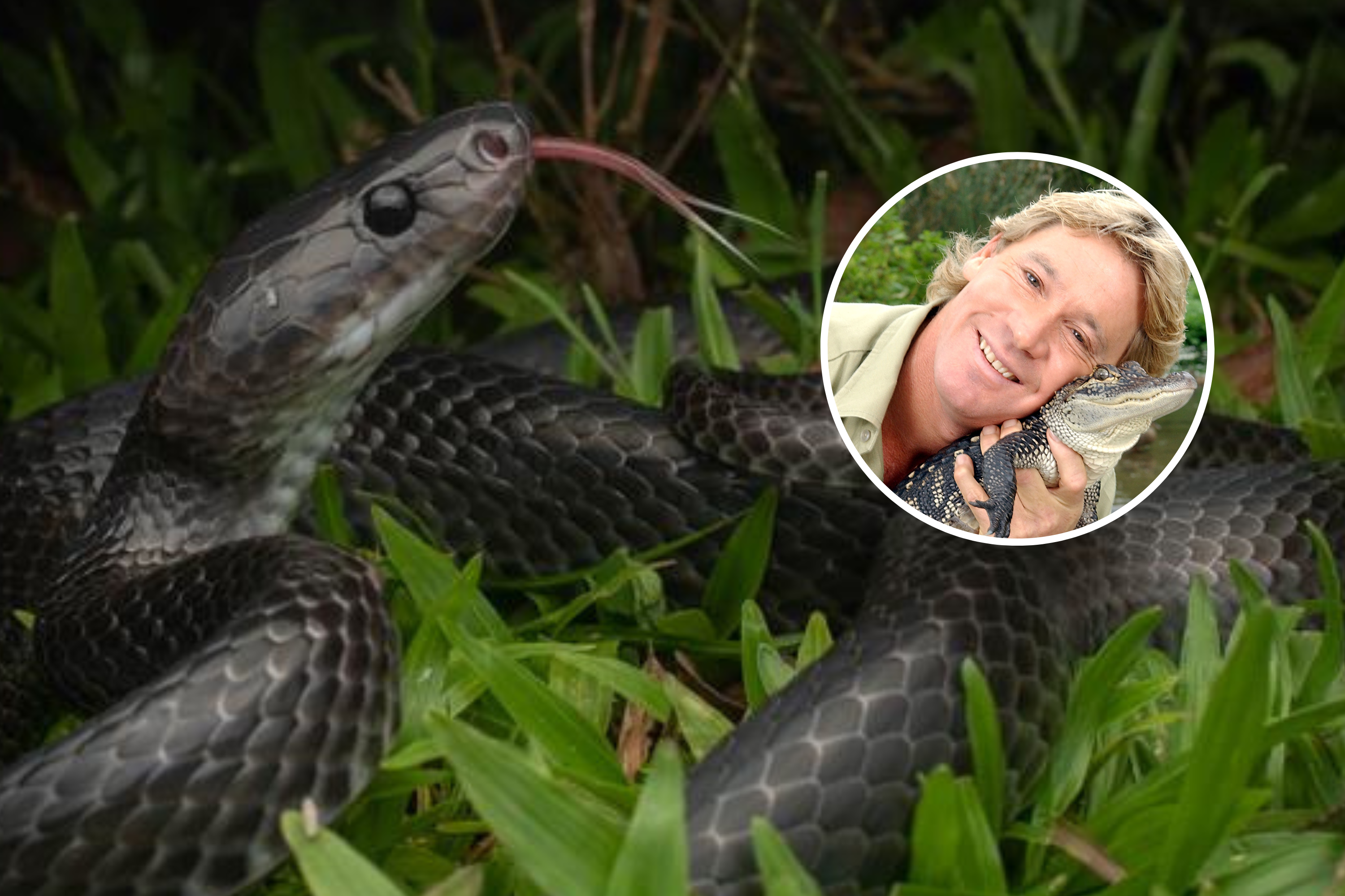 Glossy black snake named in honor of the late Steve Irwin