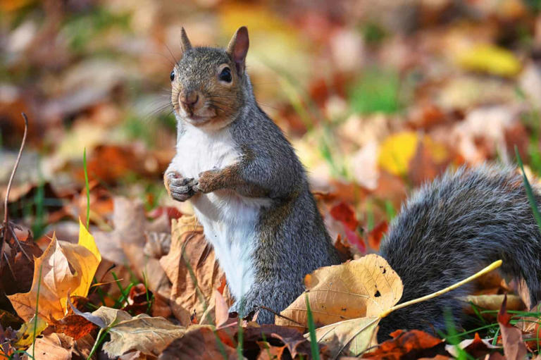 North America’s Most Common Squirrels and How to Tell Them Apart