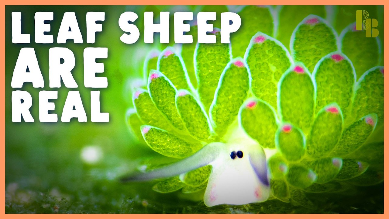 These sea slugs are thieves