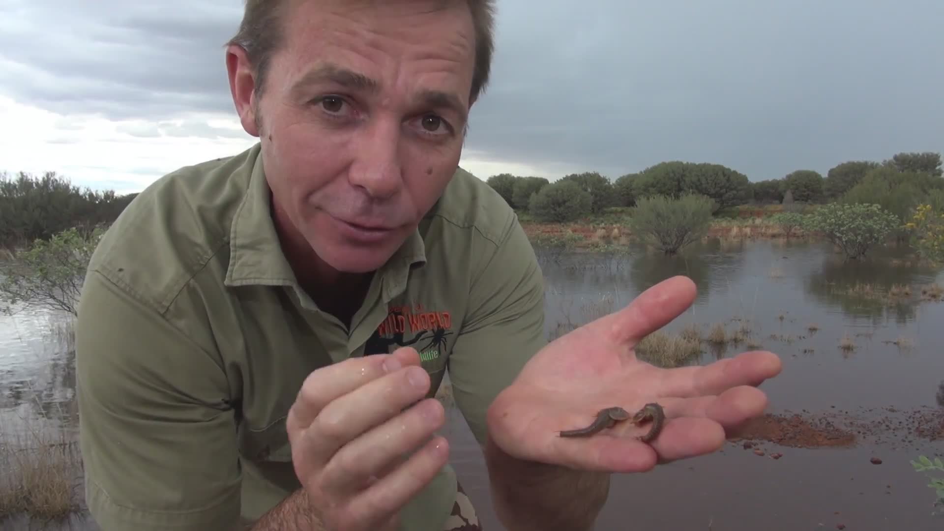 Hunting for desert shield shrimp and discovering these unusual desert ...