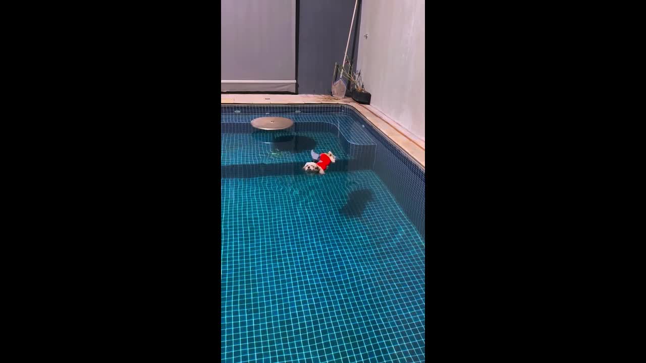 Pet dog relaxes while floating in swimming pool in Brazil