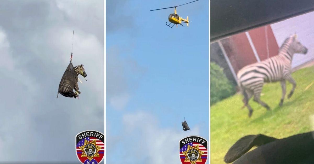 'Celebrity' Escaped Zebra Ed Airlifted Back to Safety After a Week on ...