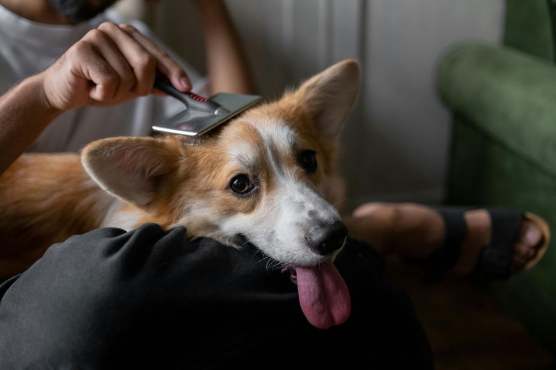 10 Everyday Grooming Mistakes That Slowly Ruin Your Dog's Coat