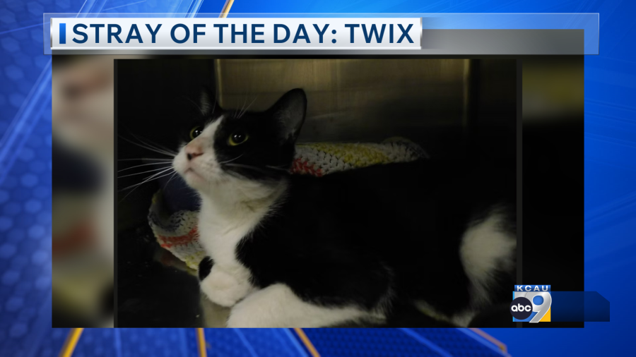 Meet today’s Stray of the Day: Twix