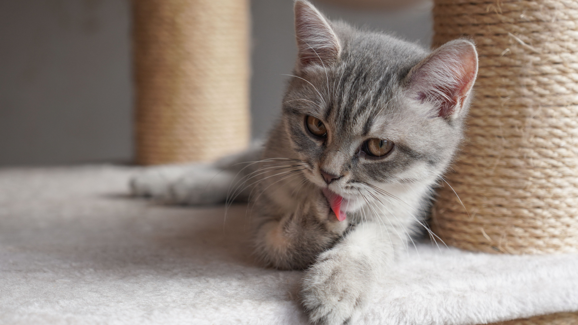 Cat Health Clues Hidden In Their Grooming Habits