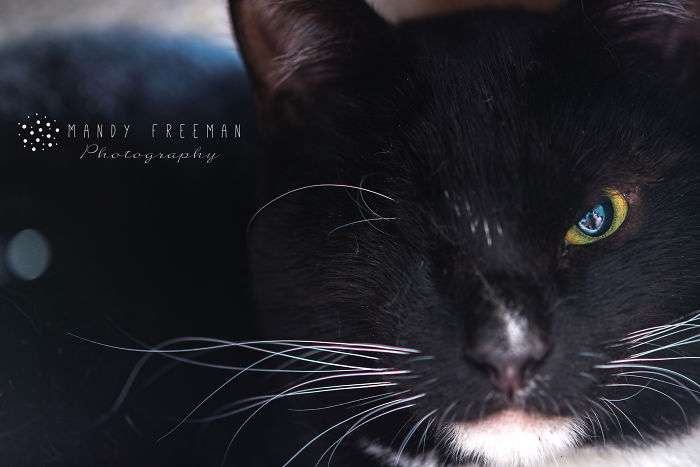 These Rescue Animals Are Perfectly Imperfect (9 Pics)