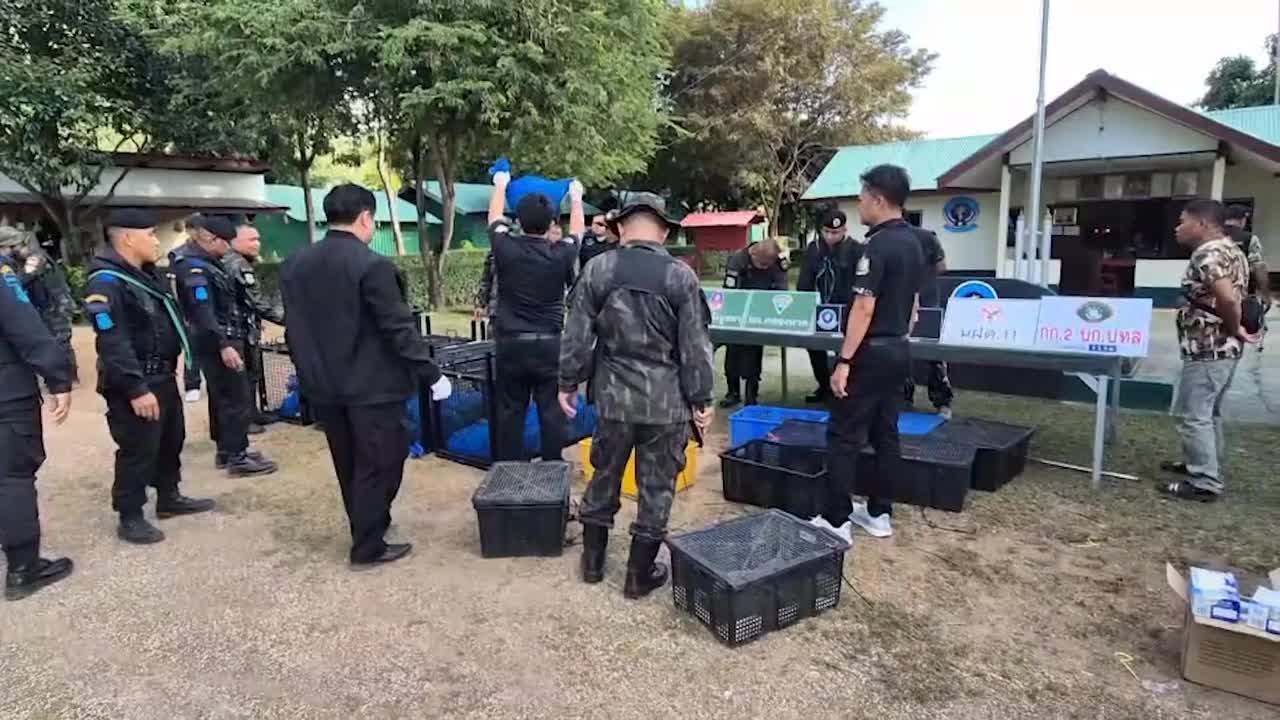 Suspected traffickers arrested 'while smuggling monkeys and meth tinto ...