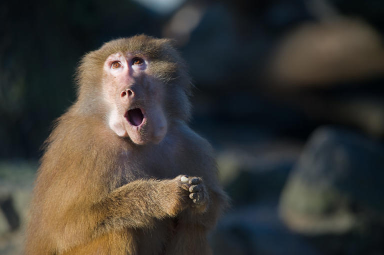 This baboon-meerkat duo just ended TikTok's most annoying trend