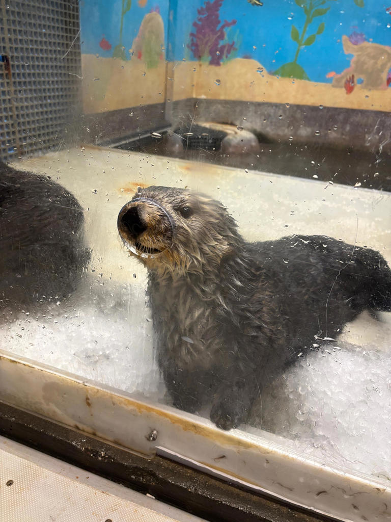 Meet Kevin and Chloe! New sea otters already playing at the Cincinnati Zoo