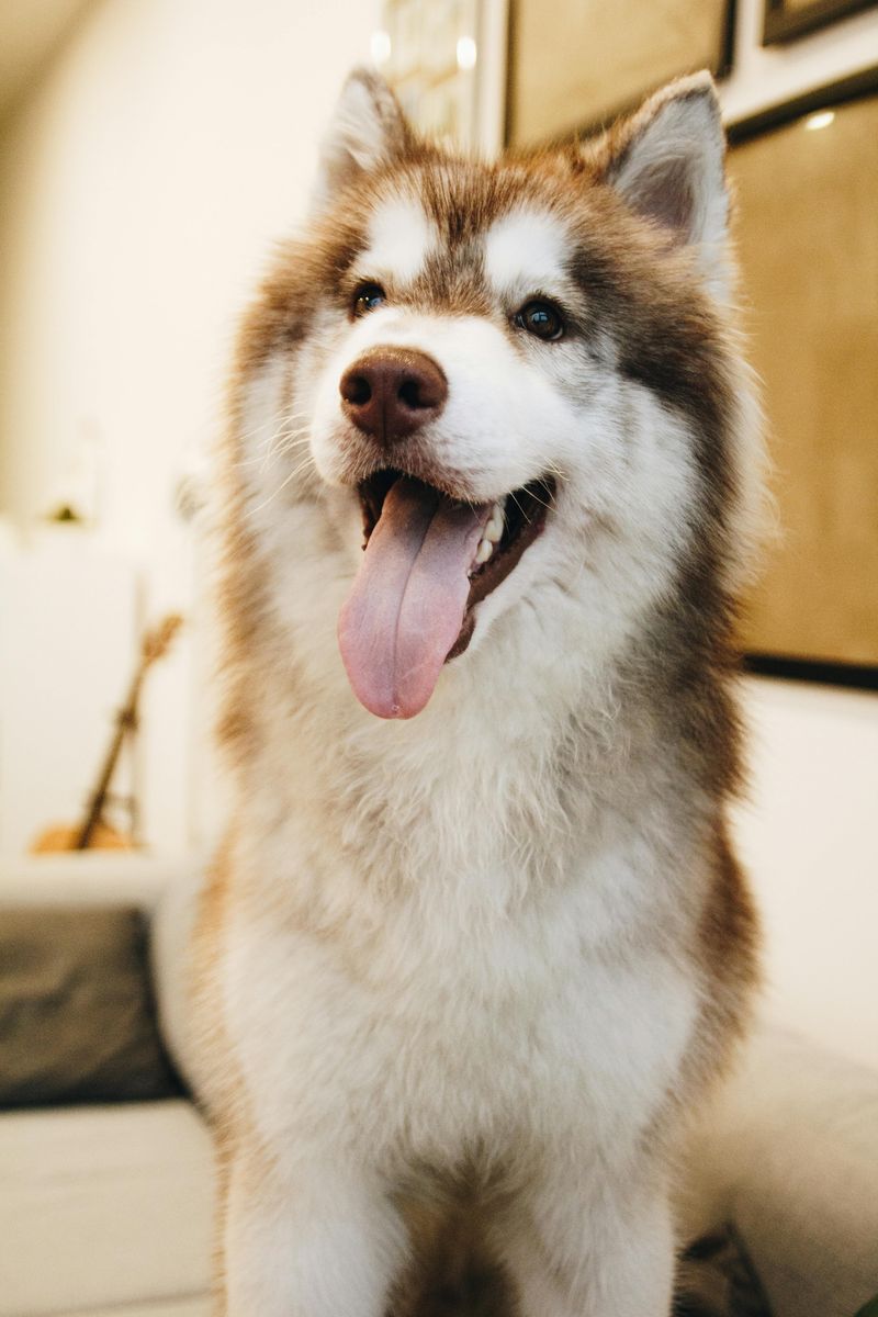 9 Of The Loudest Dog Breeds That Love To Bark