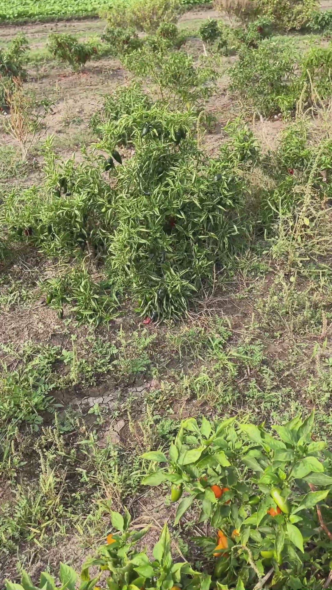 San Antonio Food Bank growing great greens just in time for the holiday ...