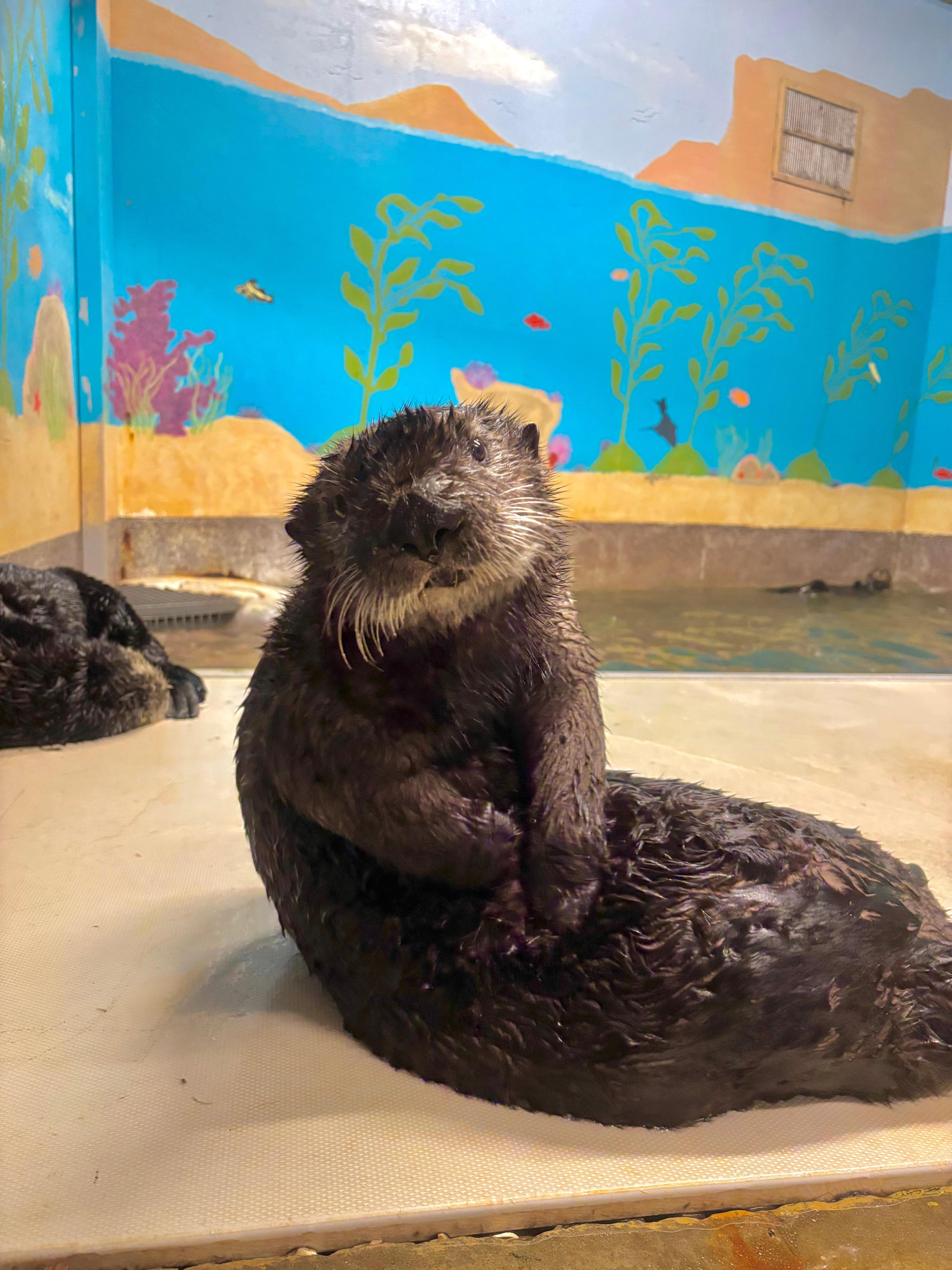 Meet Kevin and Chloe! New sea otters already playing at the Cincinnati Zoo