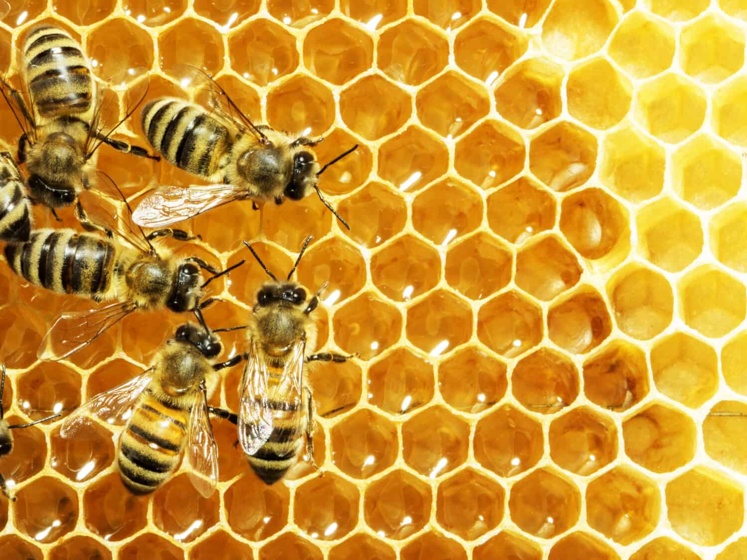 15 critically important animals for our planet