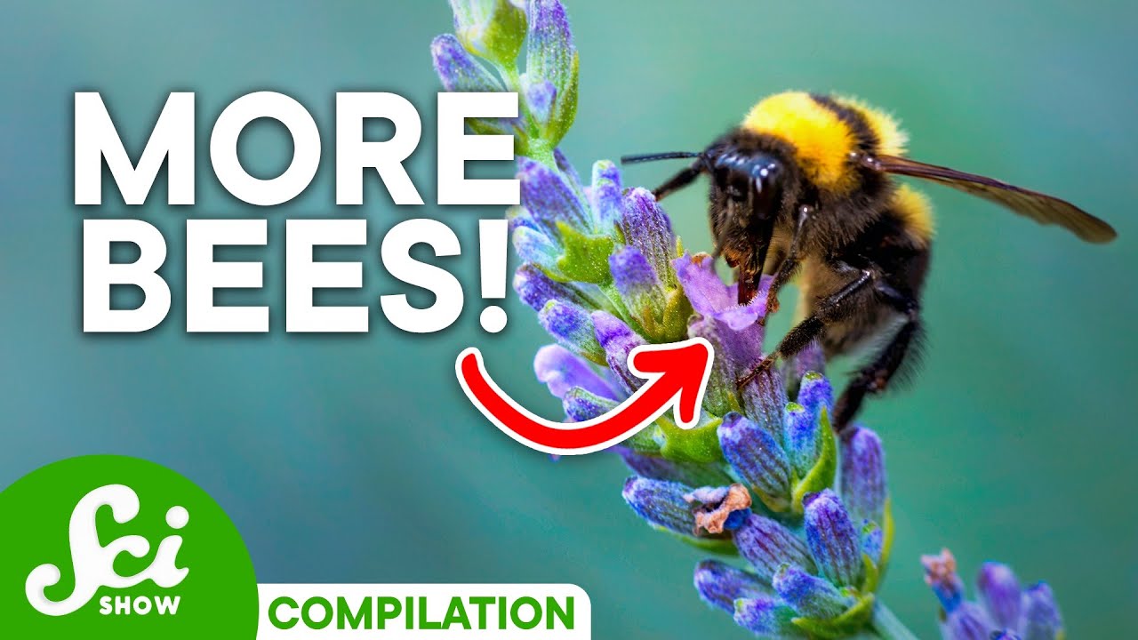 The amazing and delicate world of bees