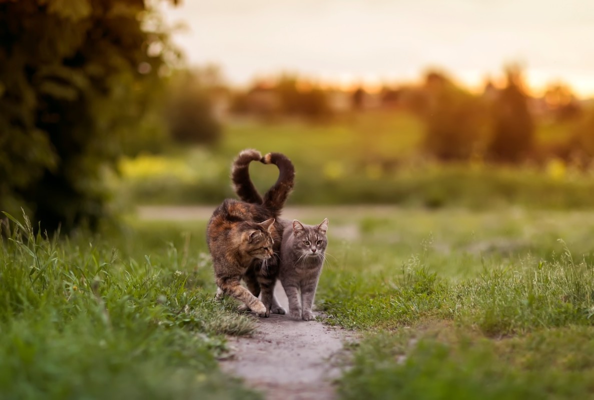 Shih-Tzu and Cat Siblings Go Trotting Down a Country Road Like They're ...