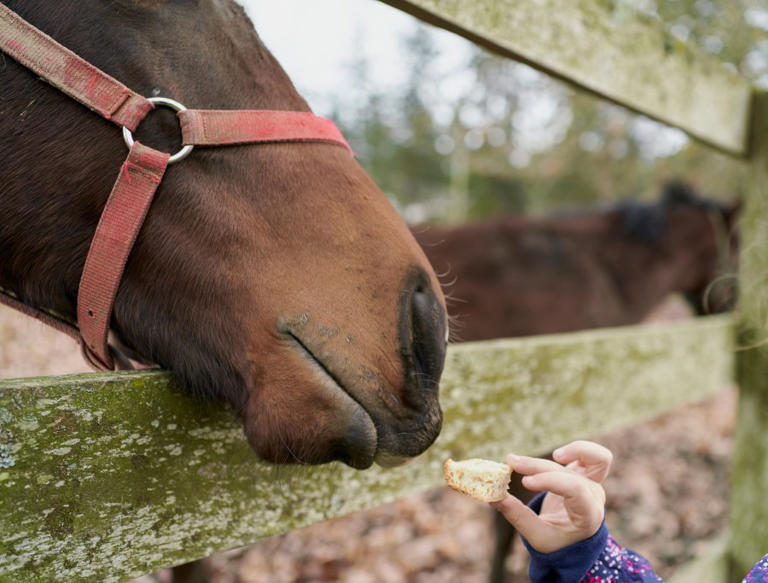 Equine Herpesvirus alert leads to temporary closure of Texas Rose Horse ...