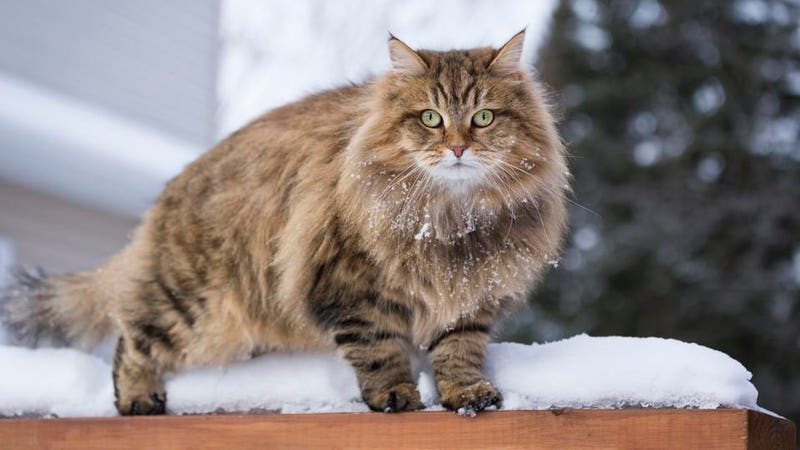 Gabapentin for cats: Safe dosages and uses