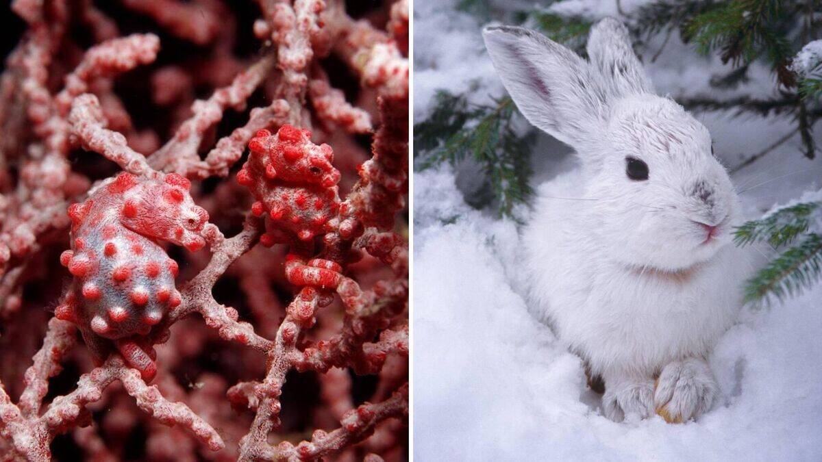 Animals That Are Real-Life Masters Of Disguise