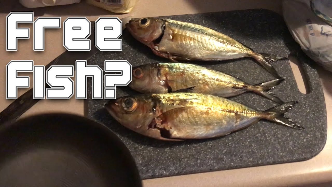 Uncle Gave Me Free Fish! Big Island Hawai‘i Catch and Cook ...