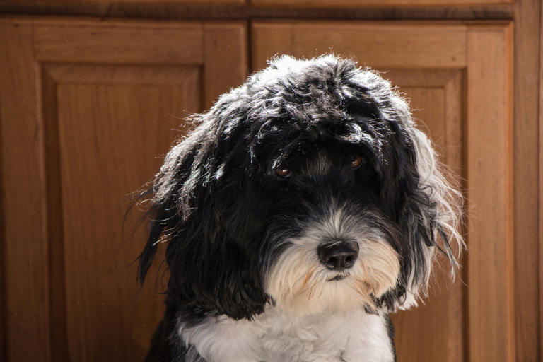 Mini Bernadoodle Puppy Gets First Haircut and He's Like a 'New Dog'