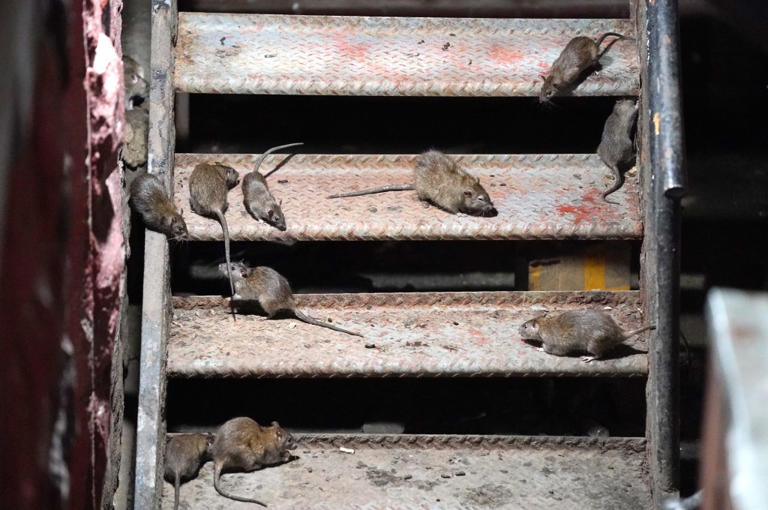 NYC residents demand new ‘rat czar’ when Mamdani takes office: ‘Rats ...