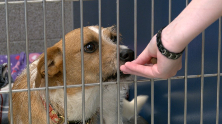 Animal Resource Center offers $20 adoptions