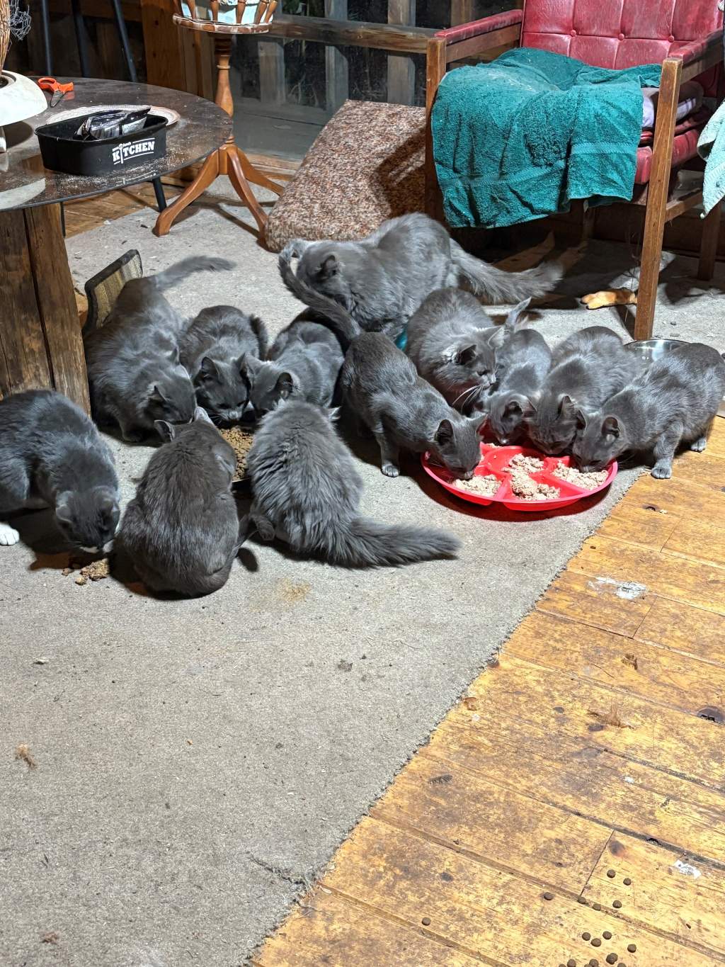 Okanagan Humane Society rescues 21 cats, urges public to spay and ...