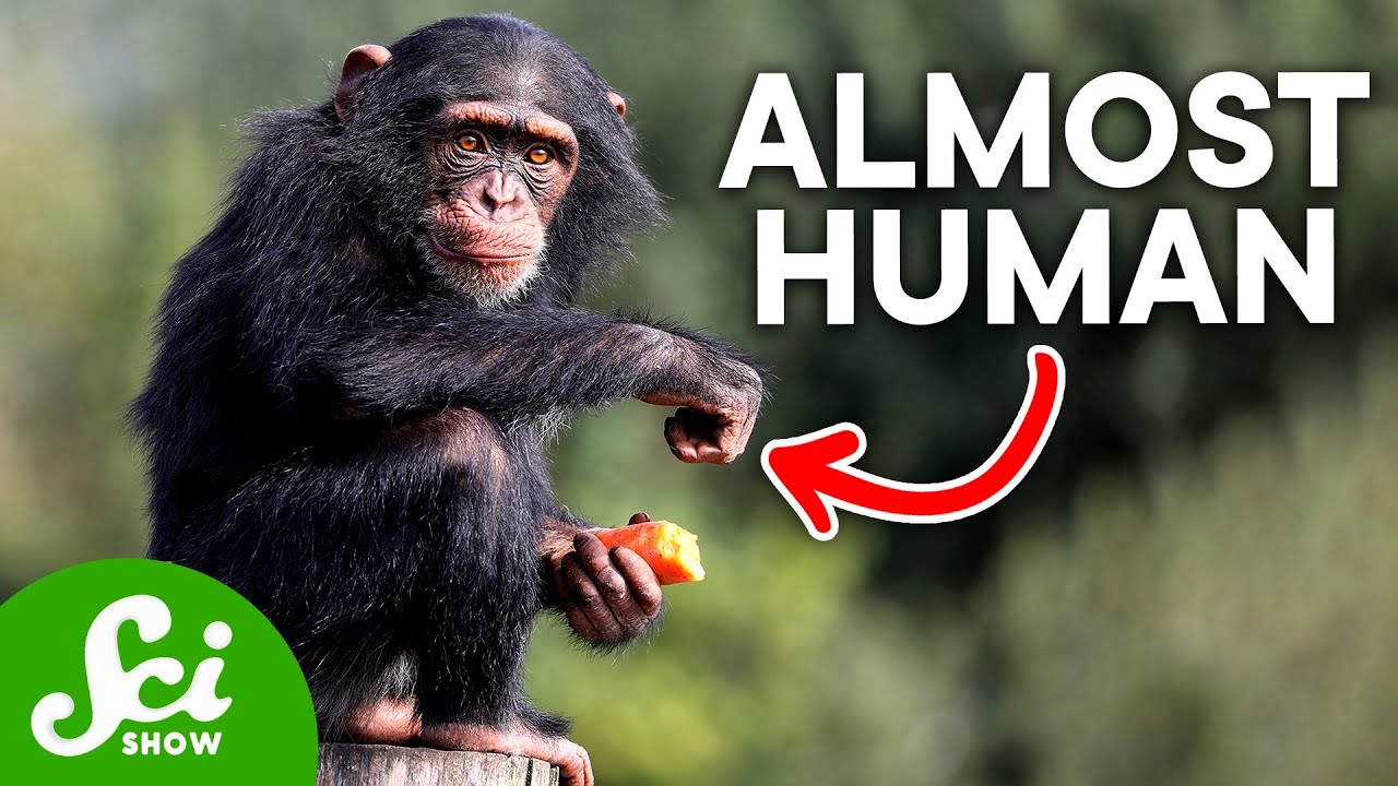 How humans are almost identical to chimps, according to DNA