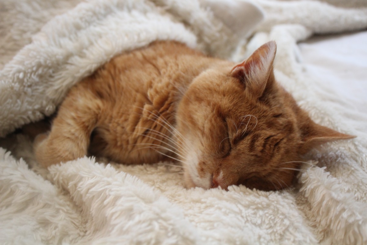 This Snoozy Cat Refusing to Get Out of Bed Is Melting Hearts