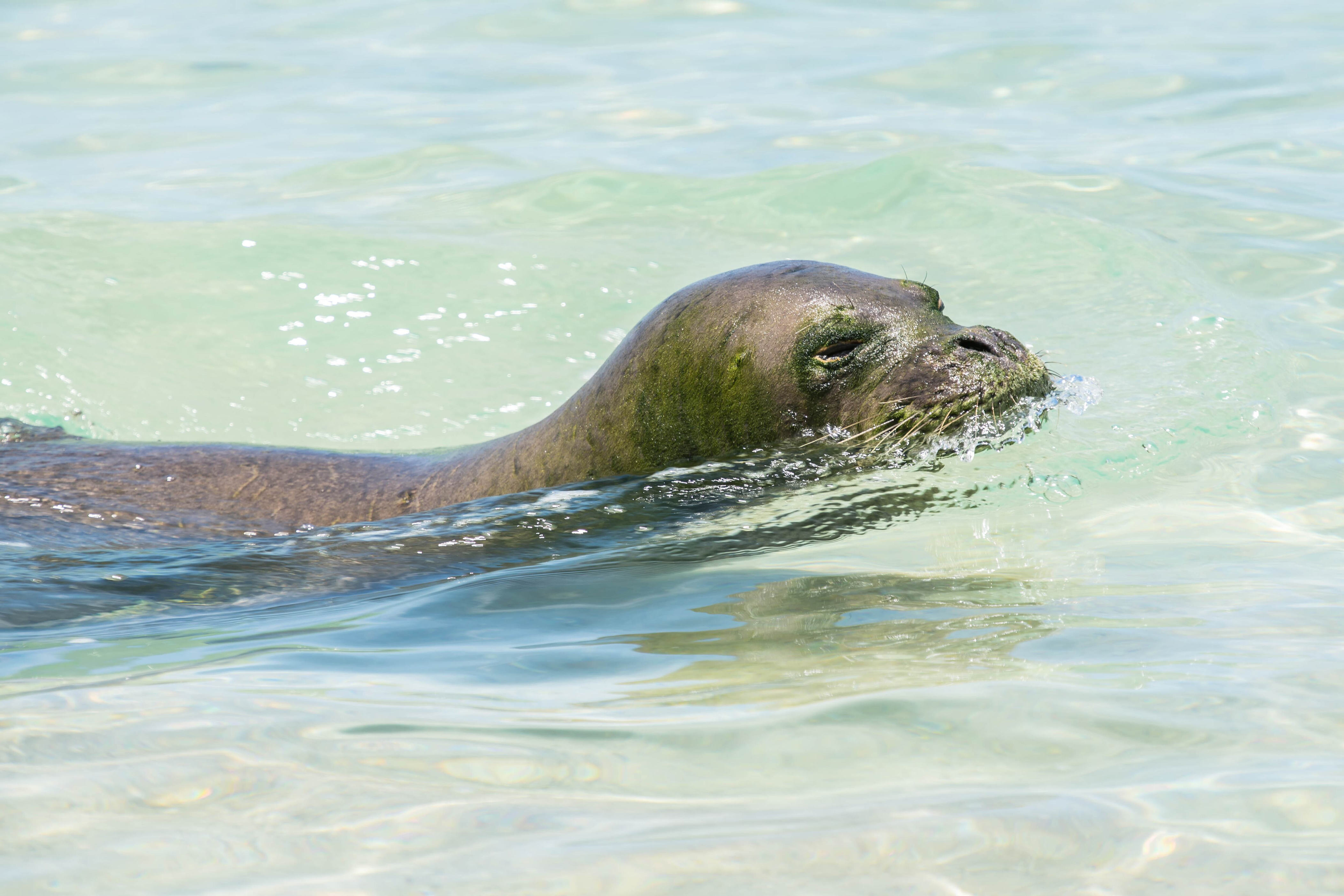 Scientists explore underwater calls of Hawaiian monk seals