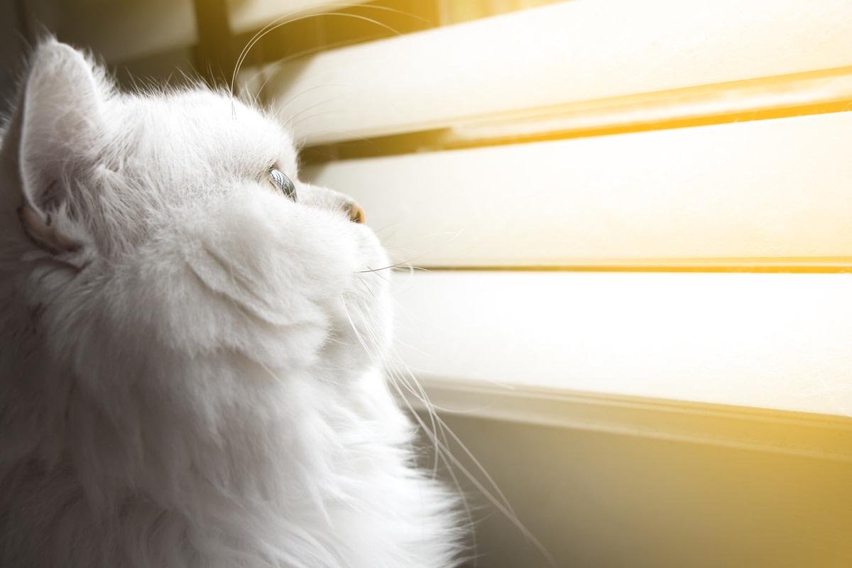 Persian Cat's Extreme Marshmallow Glow-up Comes With Cutest 'Hair Horns'