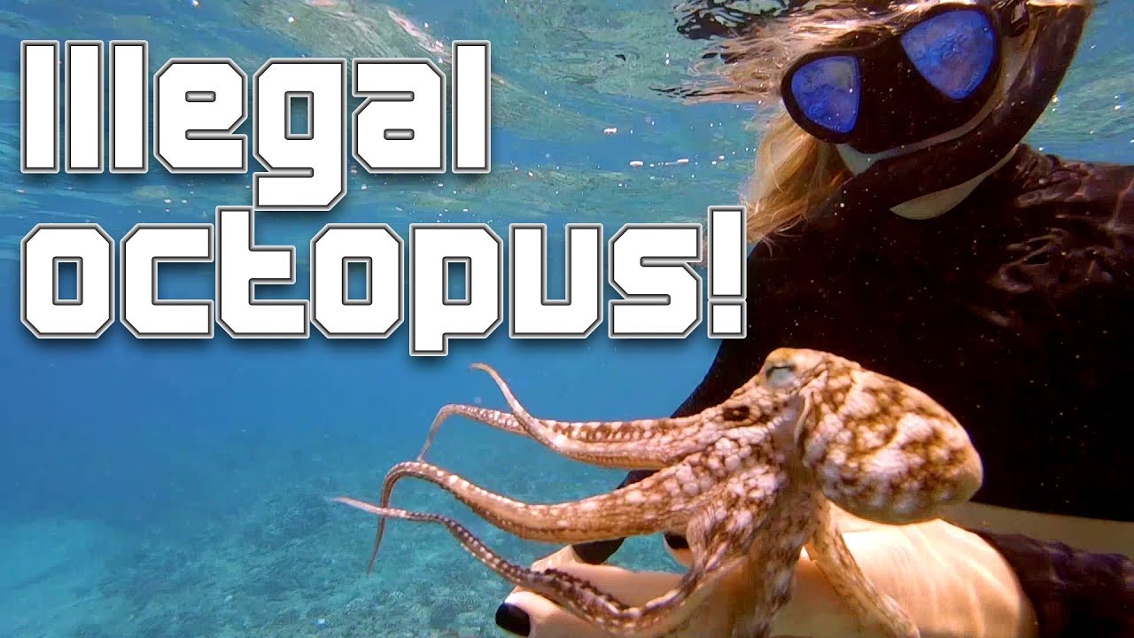Catch and… Release! Big Reward for Letting This Octopus Go