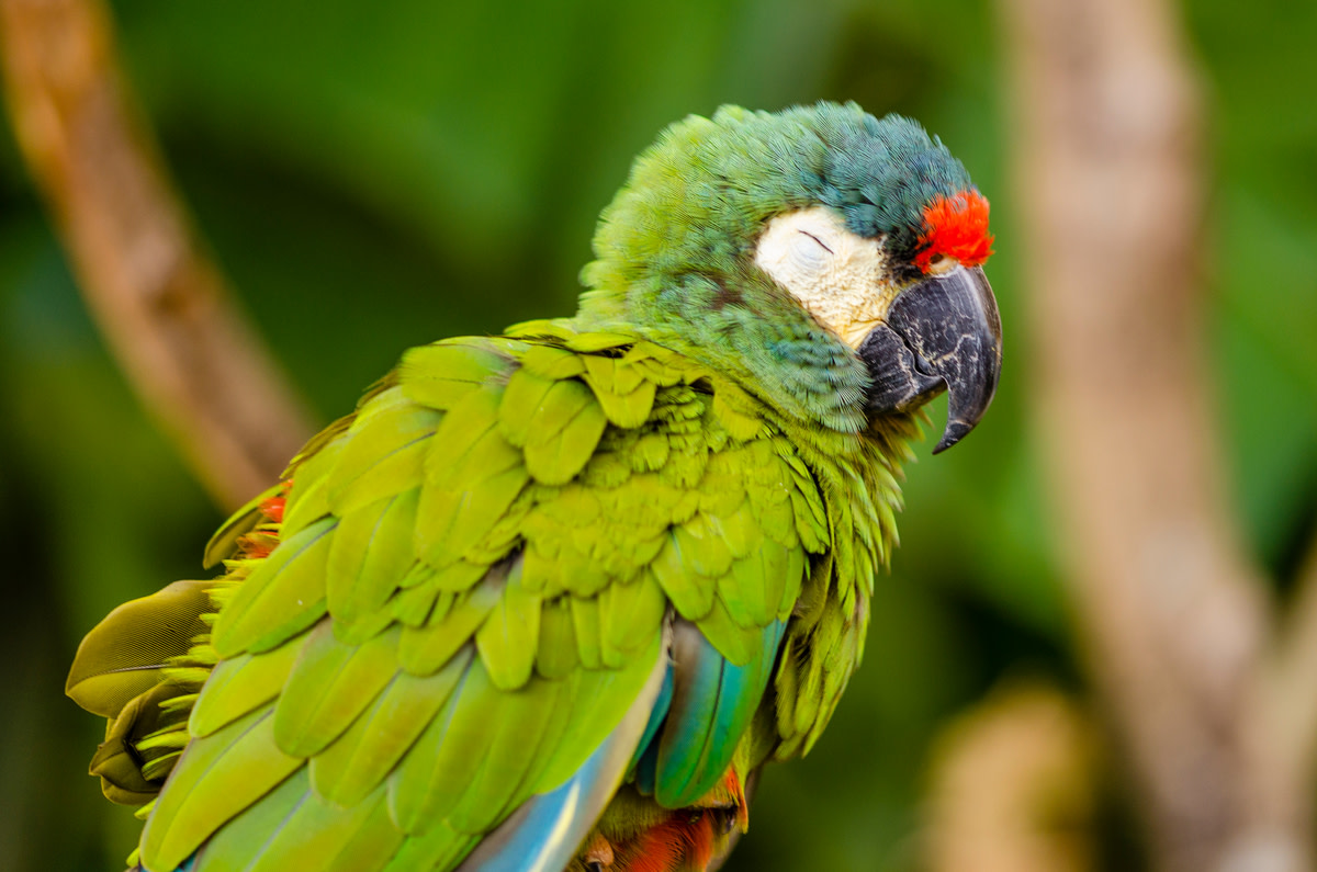 Bird Flock 'Coming in to Say Goodbye' to Ailing Parrot Will Make You Sob