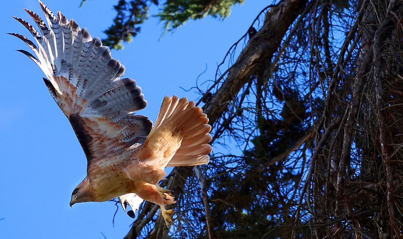 Photos | Red-tailed hawk hunts for food at Lighthouse Field State Beach