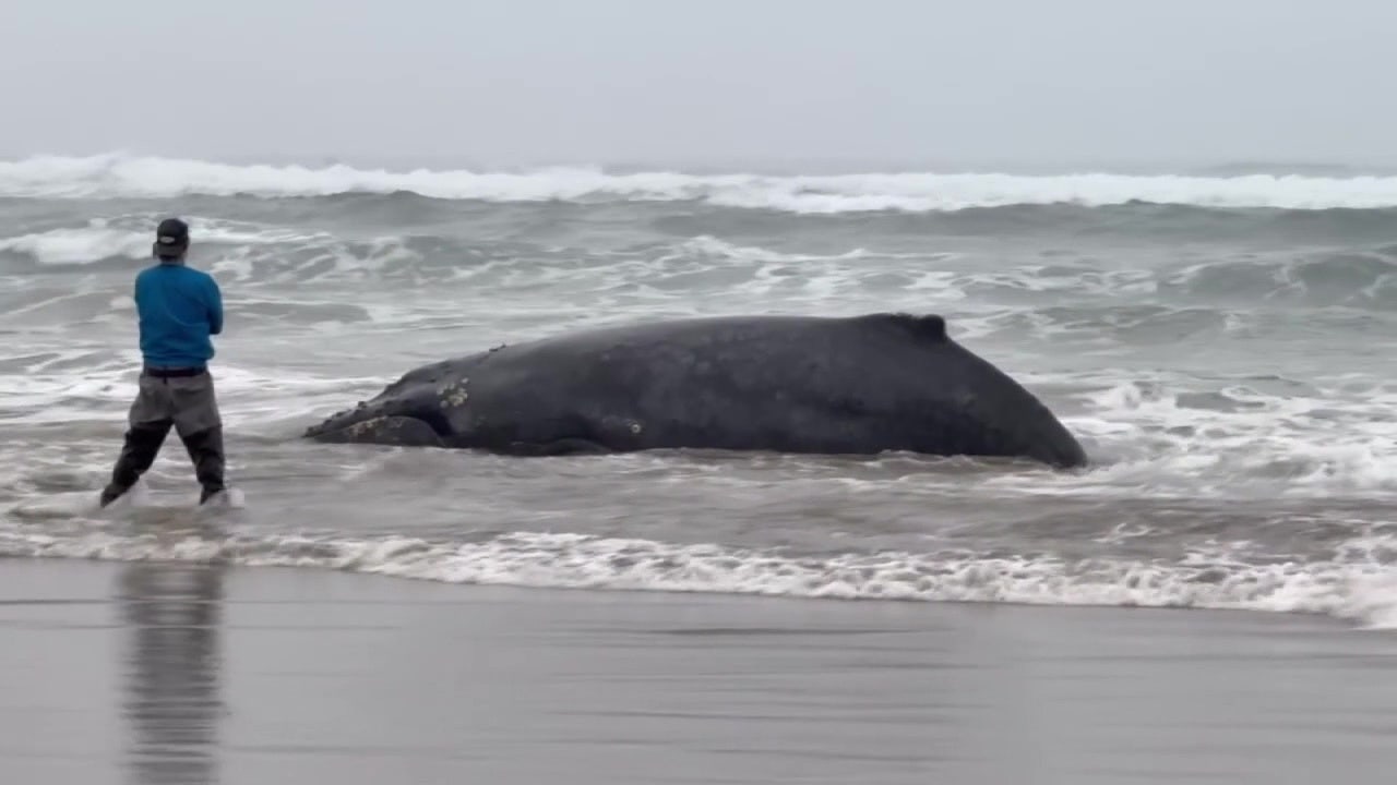After Oregon whale tragedy, advocates fear marine life protections may ...