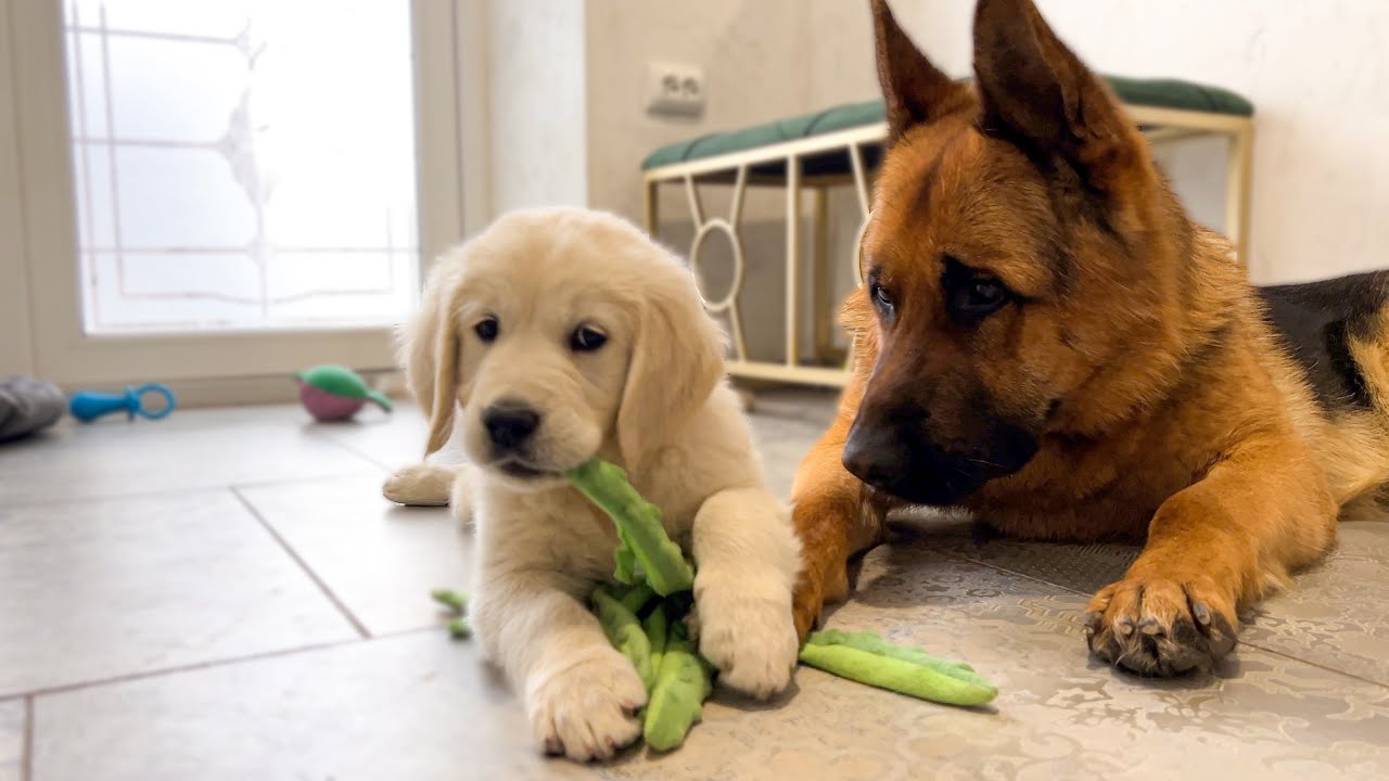 German Shepherd Confused by Tiny Golden Retriever Puppy
