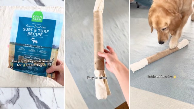 Pet owner shares clever trick using old paper towel roll: 'Very easy to ...