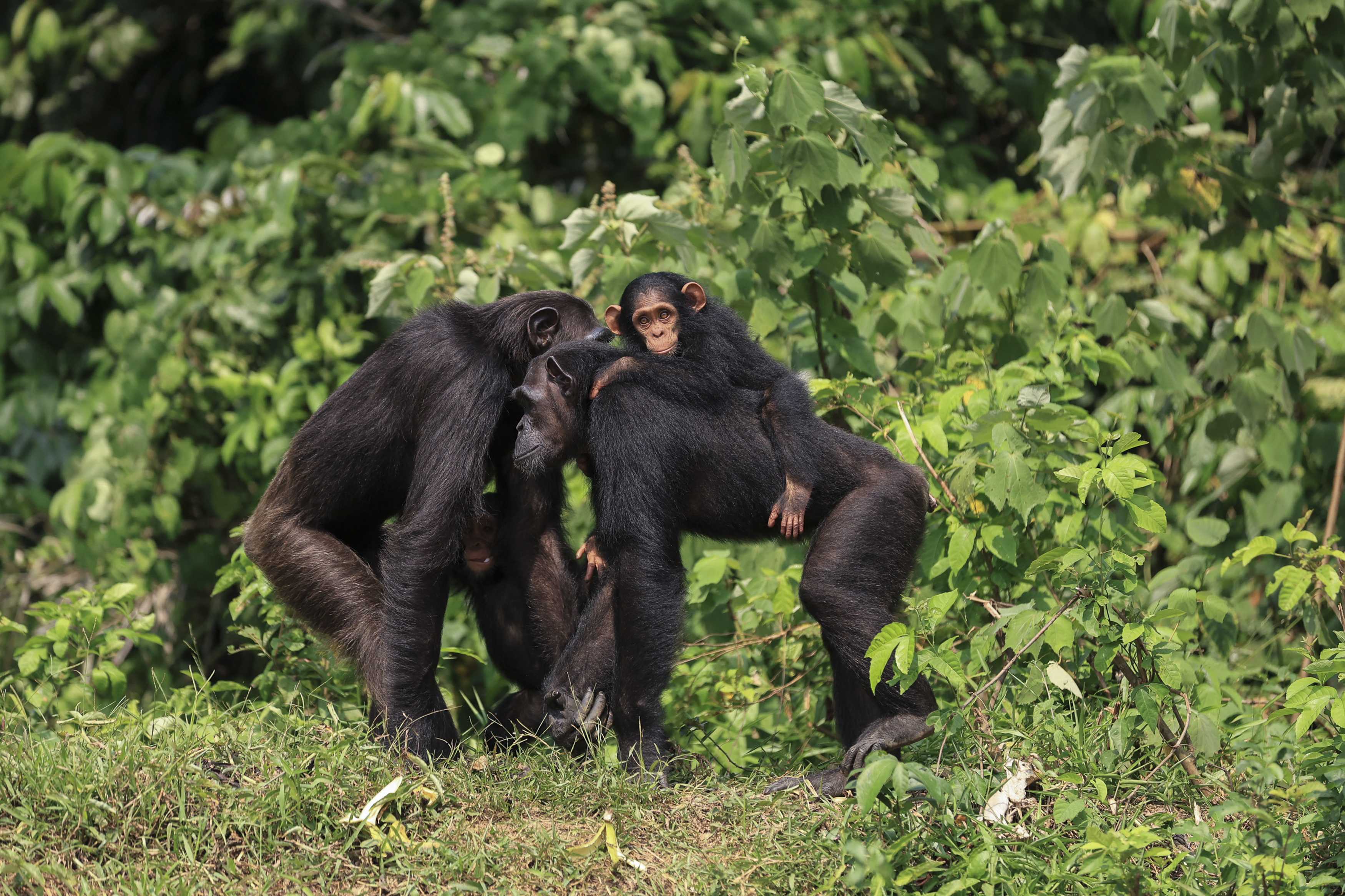 Kissing is an 'evolutionary conundrum.' Scientists just mapped its ...