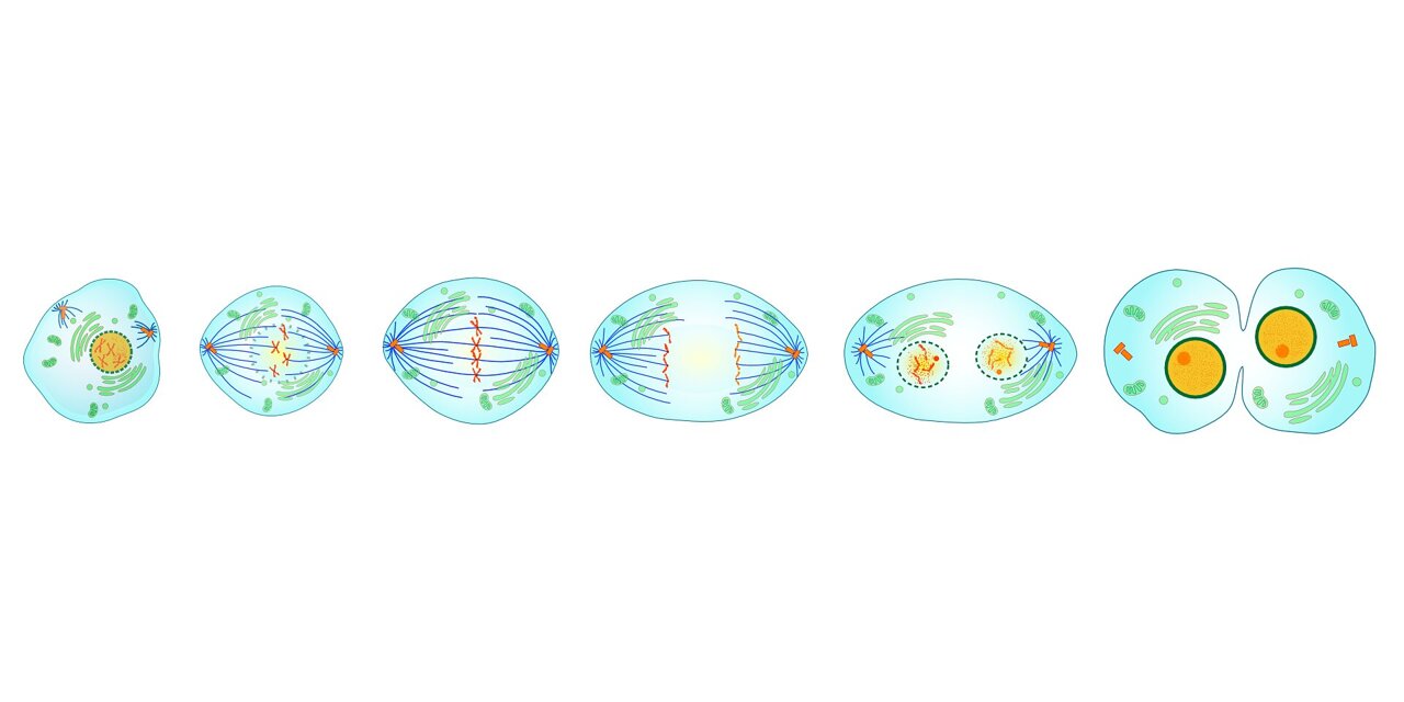 Researchers uncover mechanism of plasma membrane remodeling that drives ...