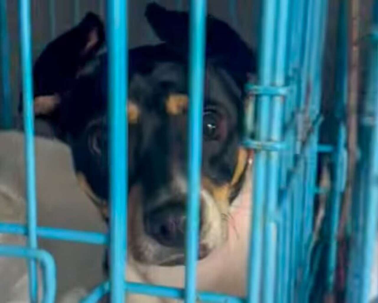 PAL Freedom Ride sends 13 rescue dogs from Laredo to adoption, rescue ...