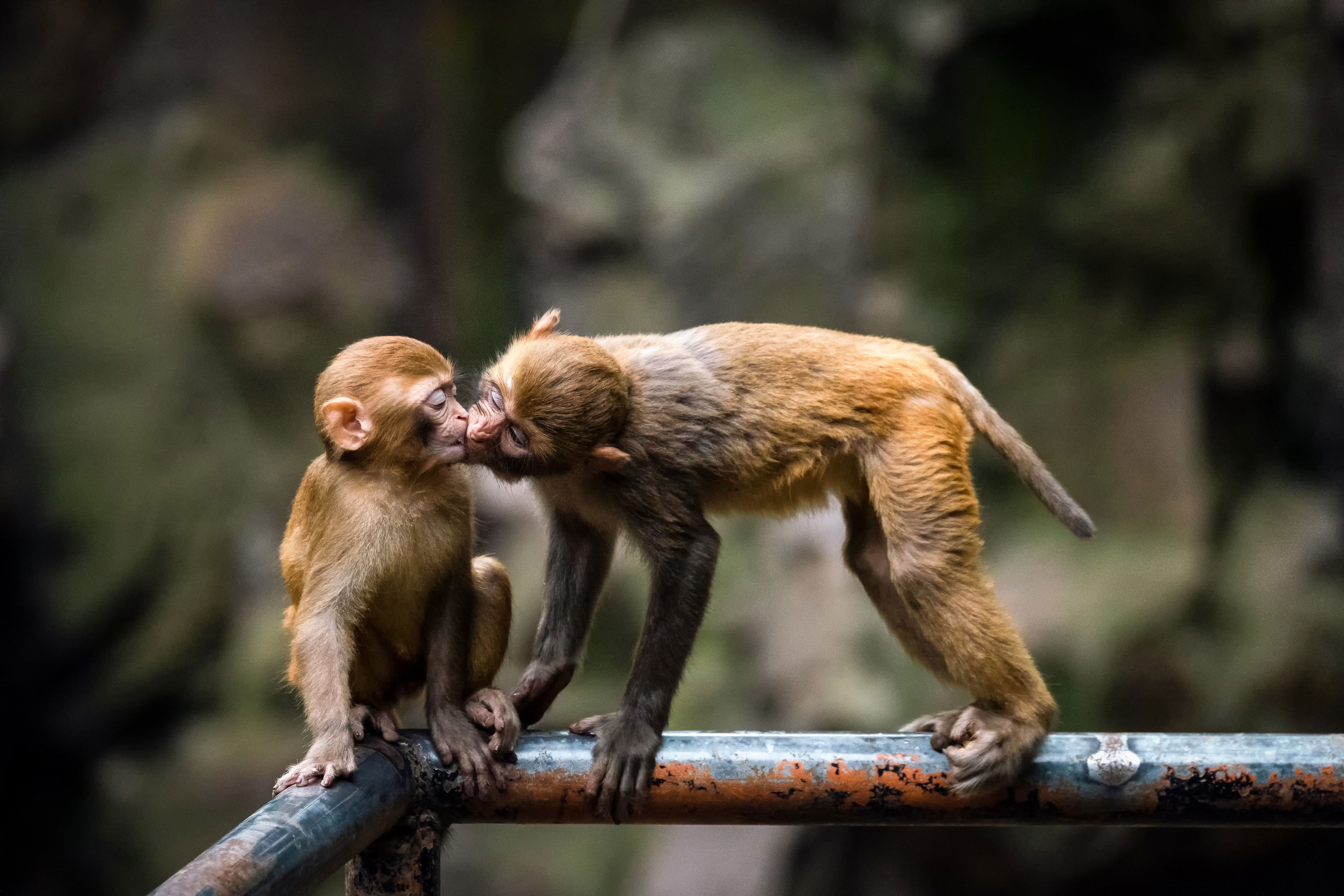 El primer beso se produjo hace 21 millones de años, según la ciencia