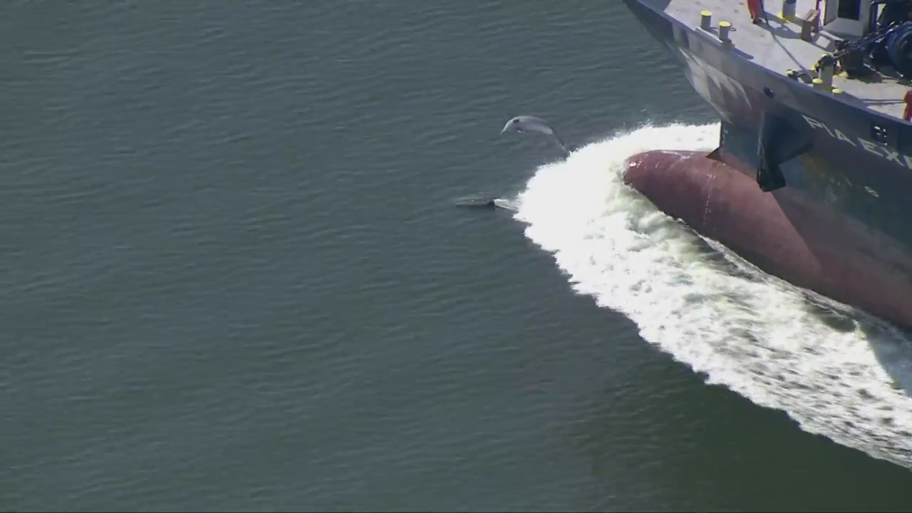Dolphins put on a show in front of ship cruising through Tampa Bay