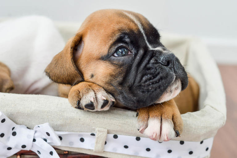Adorable Boxer Puppy Gets Heart Pajamas That Match the Heart on Her Nose