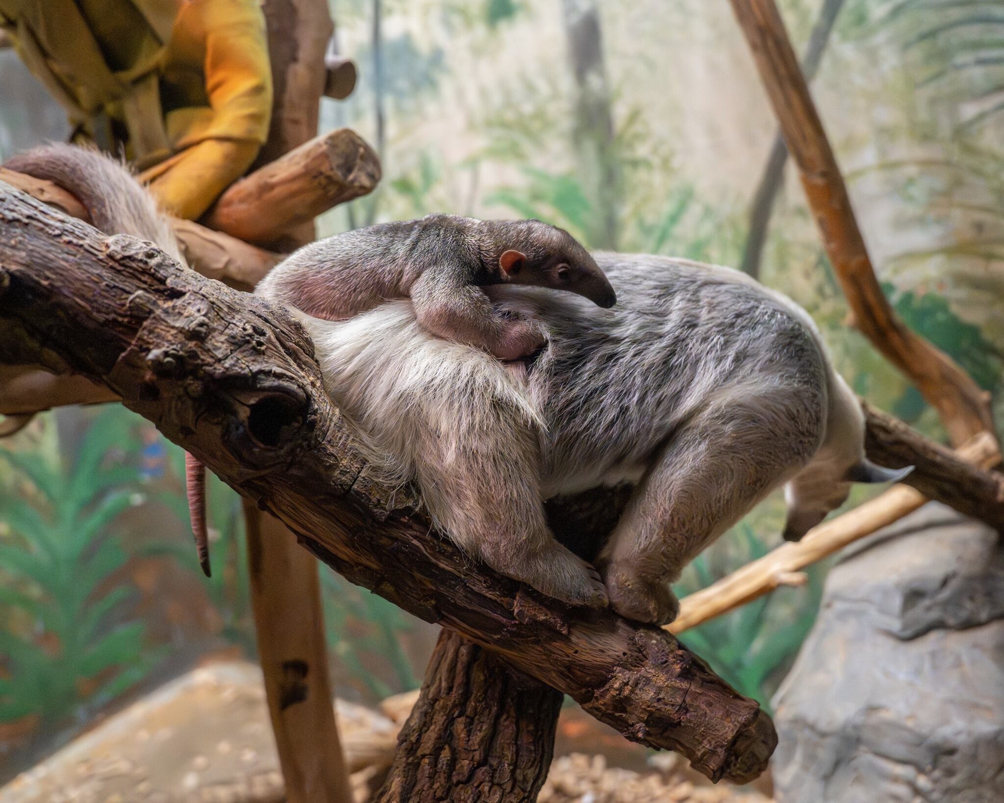 Name announced for Memphis Zoo’s newest baby anteater