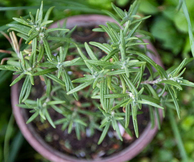 Stop planting these 6 herbs in the ground – they actually grow better ...