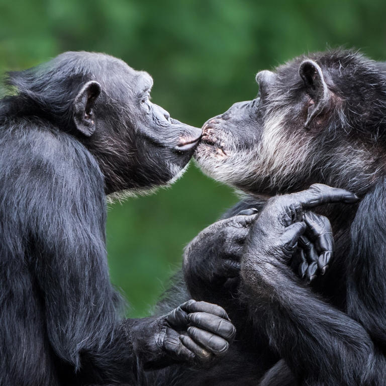 21-million-year-old smooch: The very first kiss occurred before humans ...