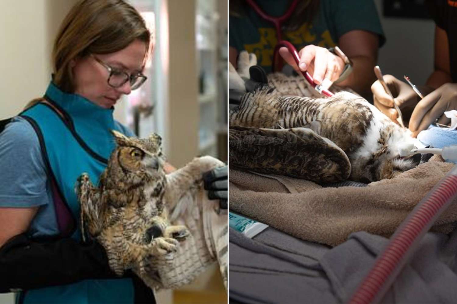 Animal Sanctuary Saves 2-Lb. Owl Covered in Hardened Concrete in 'Brand ...
